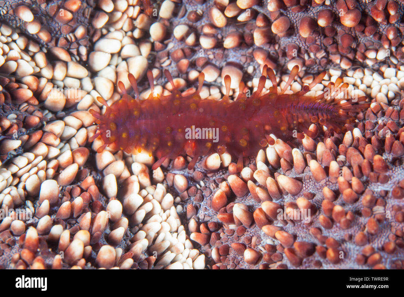 Scale worm hi-res stock photography and images - Alamy