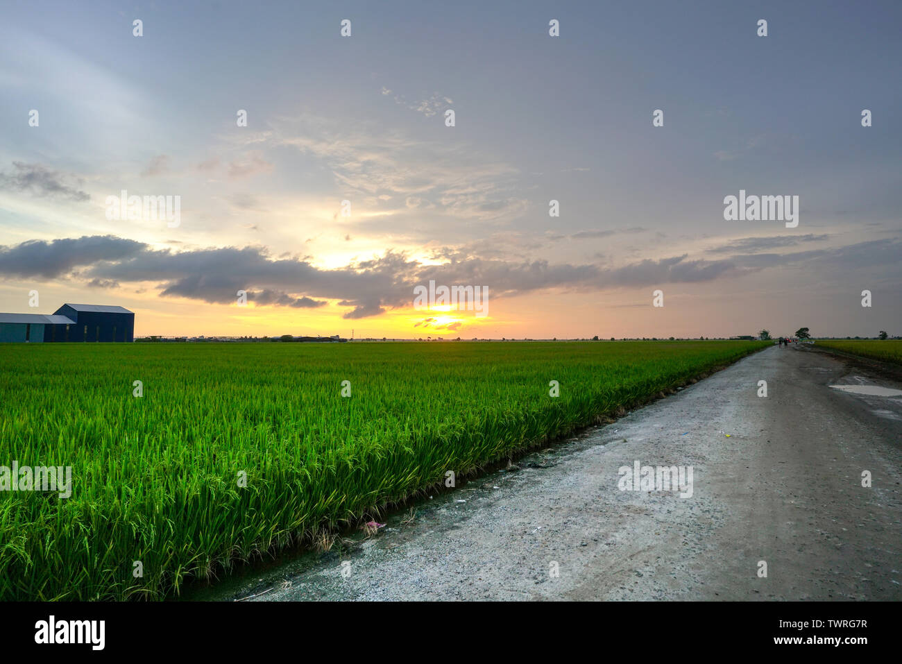 Landscape of green rice paddy field during sunset. Agriculture or ...