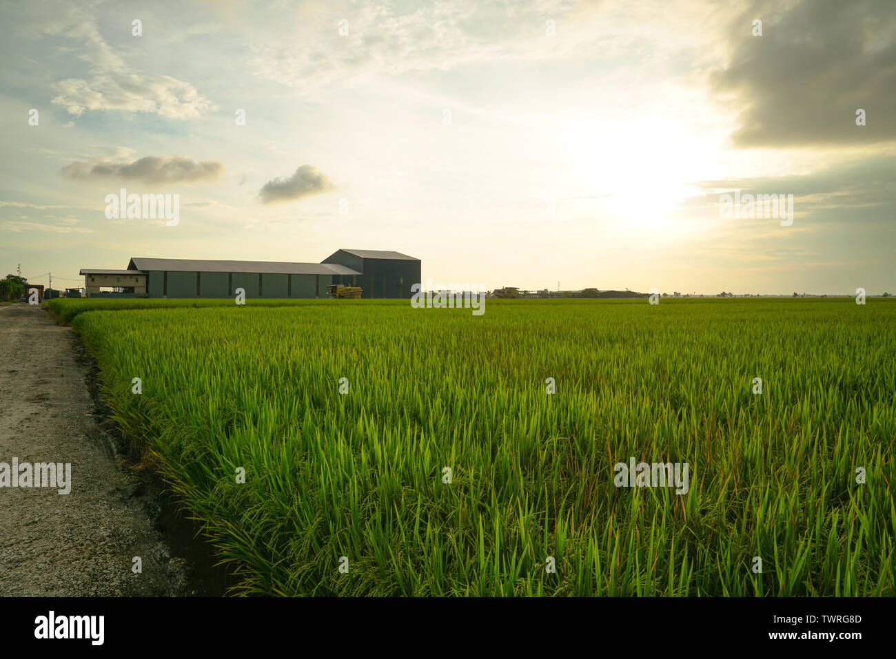 Landscape of green rice paddy field. Agriculture or landscape concept ...