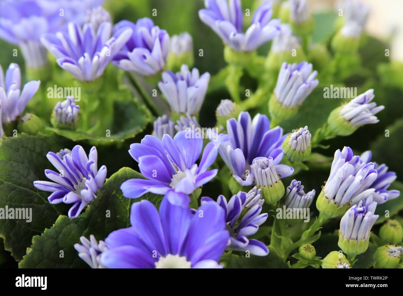 Bursting with blooms hi-res stock photography and images - Alamy