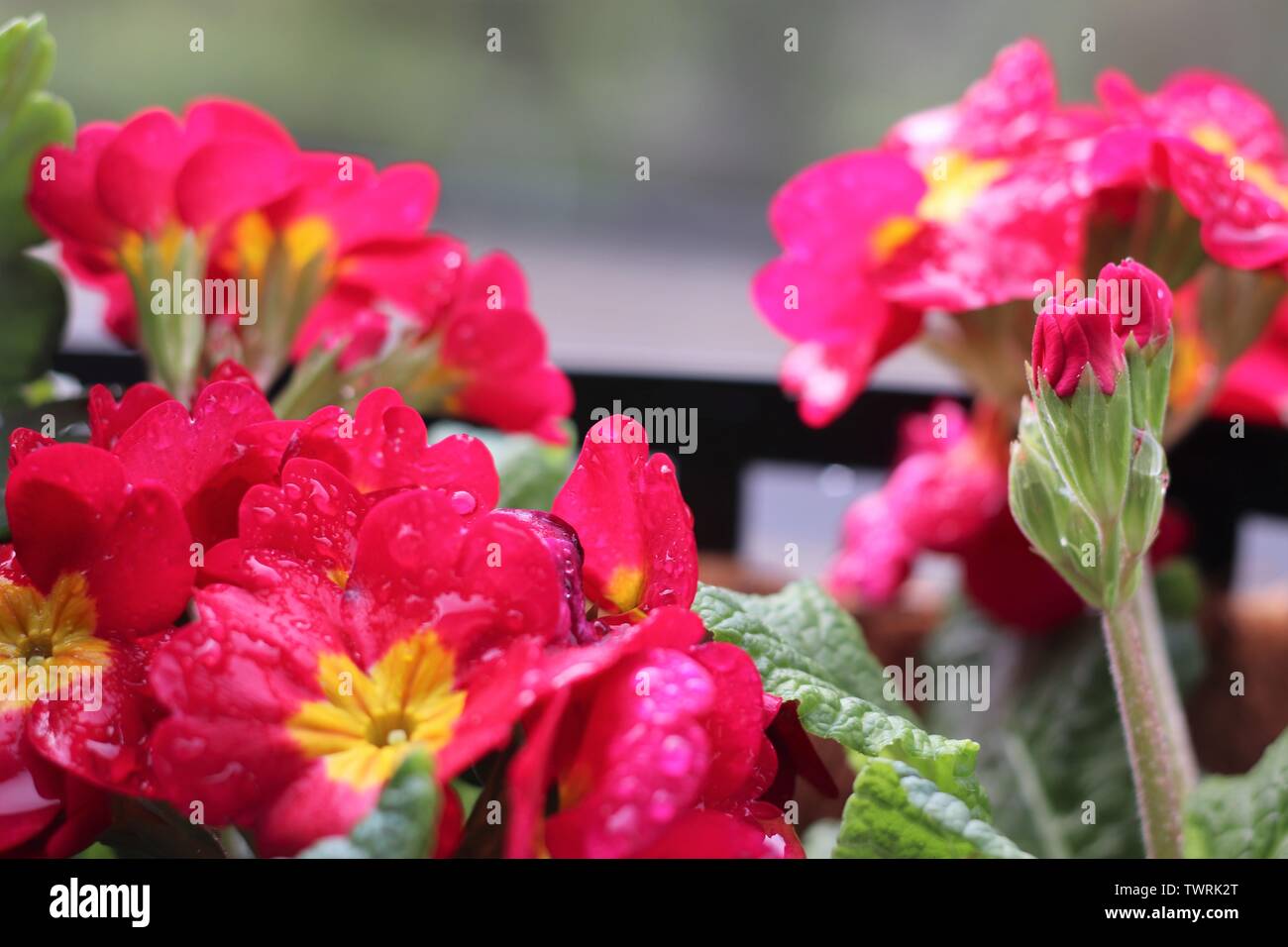 Bursting with blooms hi-res stock photography and images - Alamy