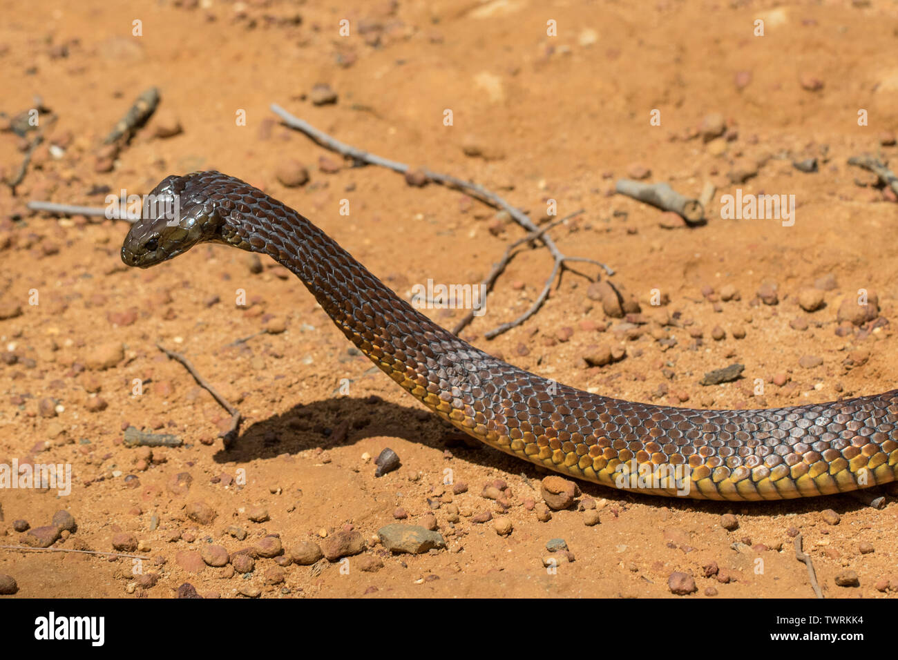 Eastern Tiger Snake Notechis scutatus Eastern Australia Stock Photo - Alamy