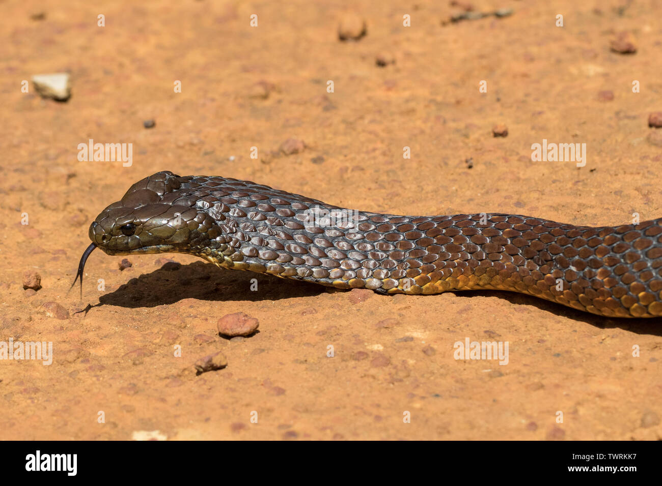 Notechis Scutatus Stock Photos & Notechis Scutatus Stock Images - Alamy