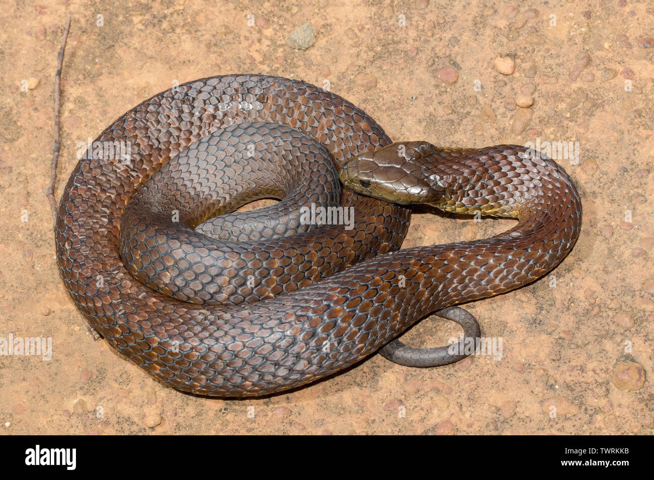 Notechis scutatus hi-res stock photography and images - Alamy