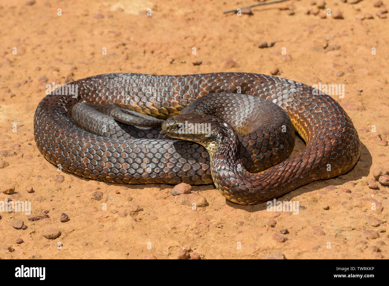 Eastern Tiger Snake Notechis scutatus Eastern Australia Stock Photo - Alamy