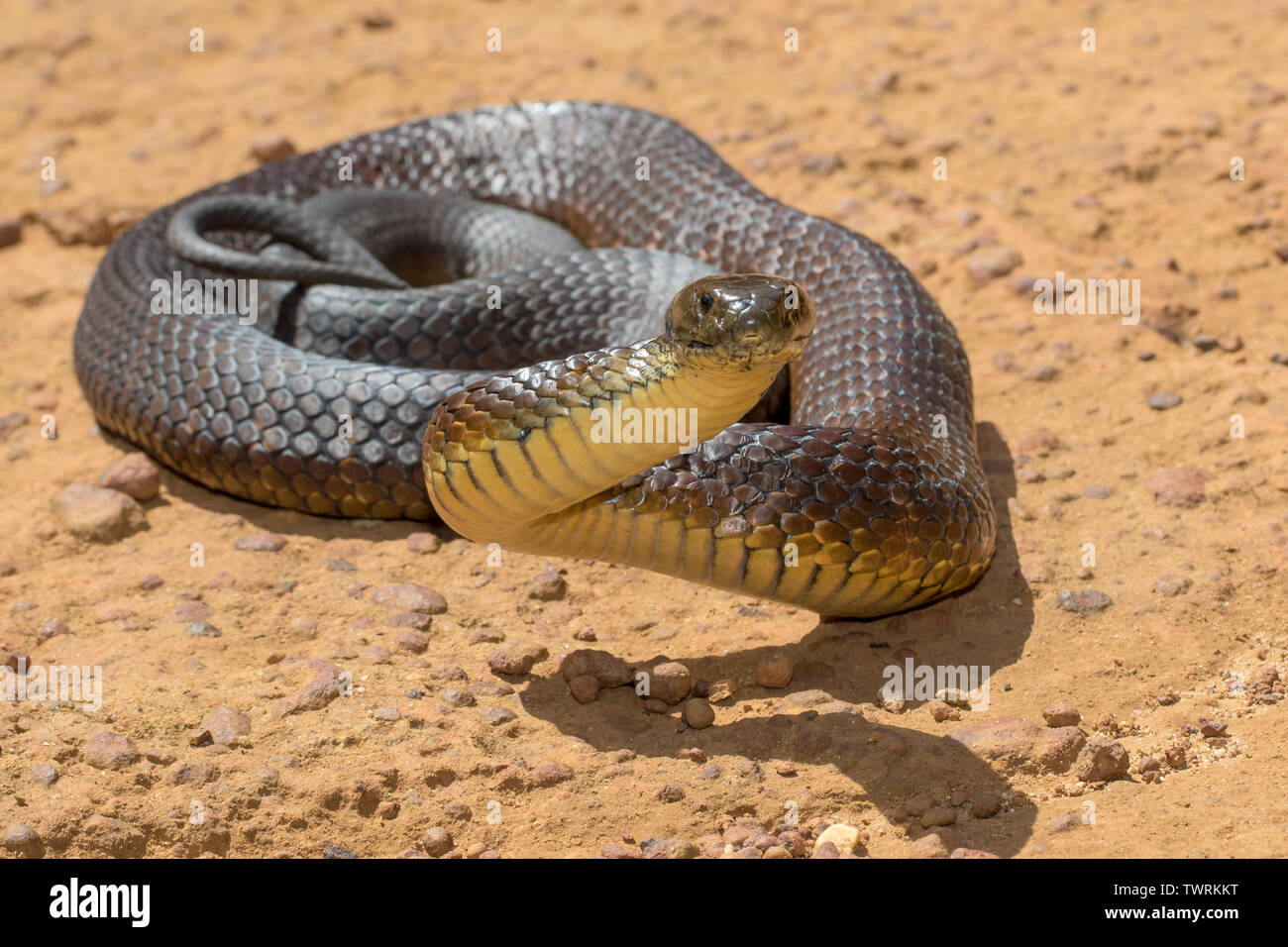 Tiger snake hi-res stock photography and images - Alamy