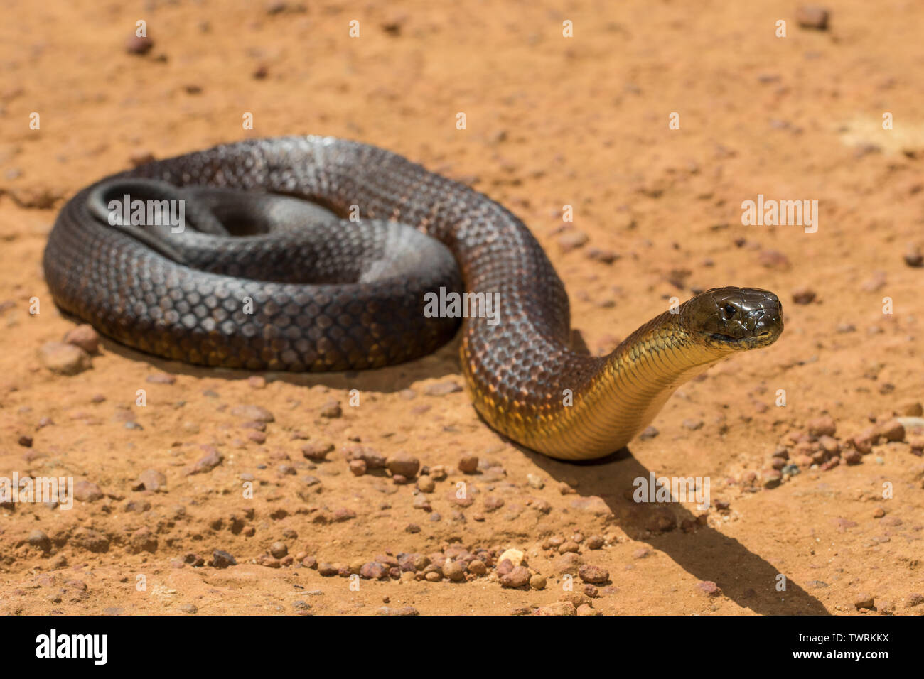 Notechis scutatus hi-res stock photography and images - Alamy