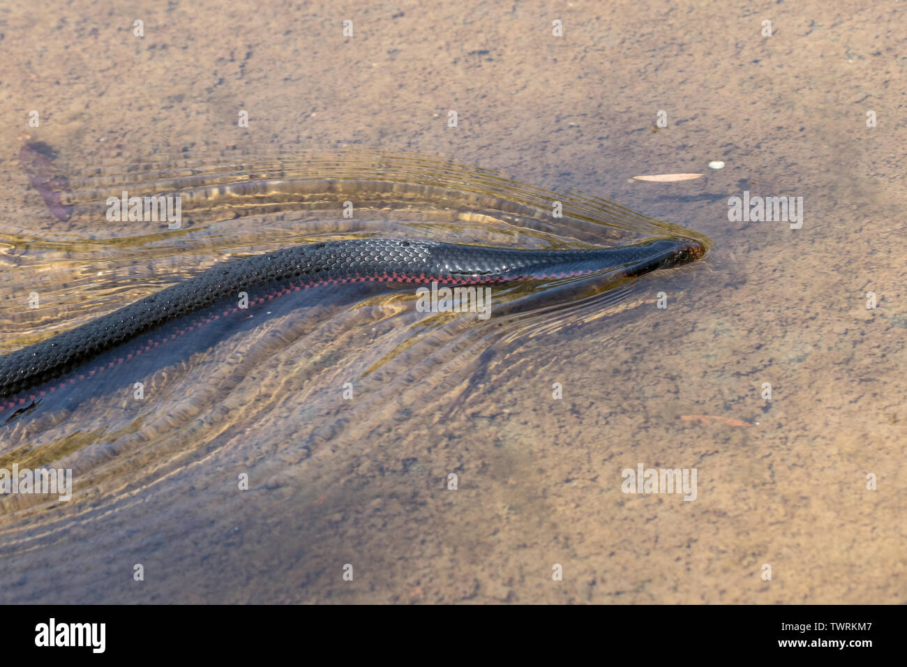 Red-bellied Black Snake Swimming Pseudechis porphyriacus Eastern ...