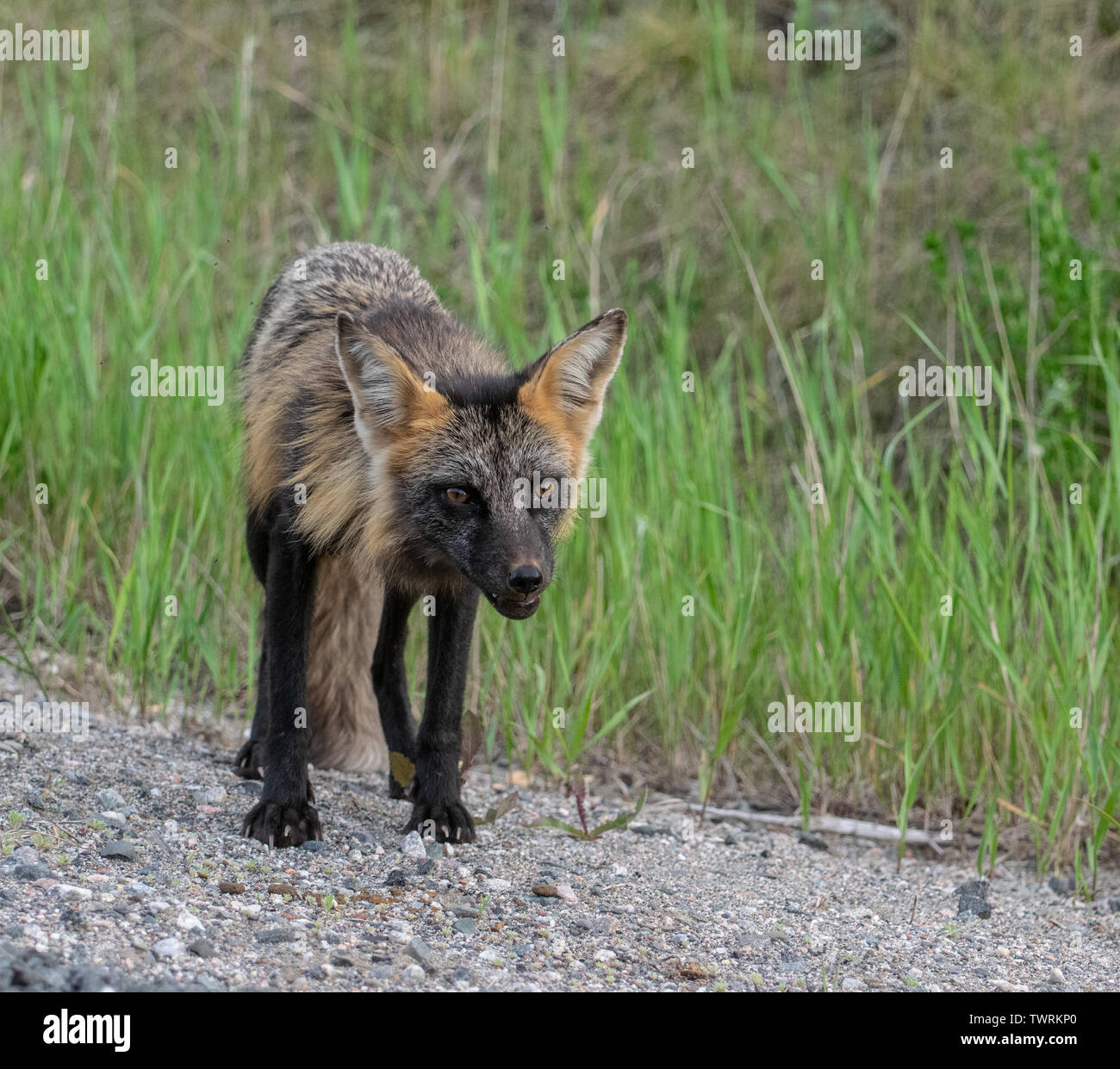 A young fox Stock Photo - Alamy