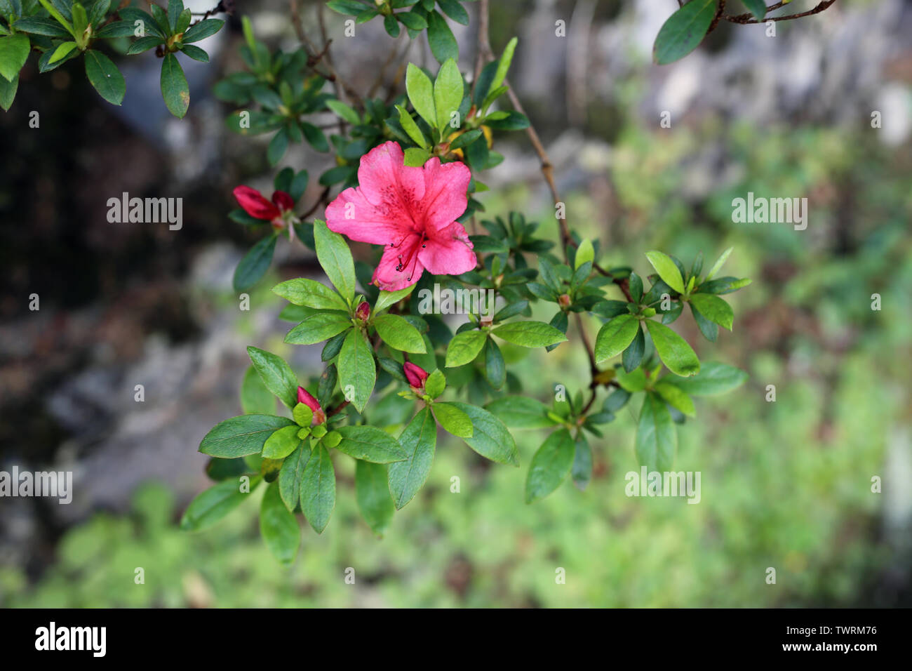 Beautiful small pink flowers and green leafy plants photographed above ...