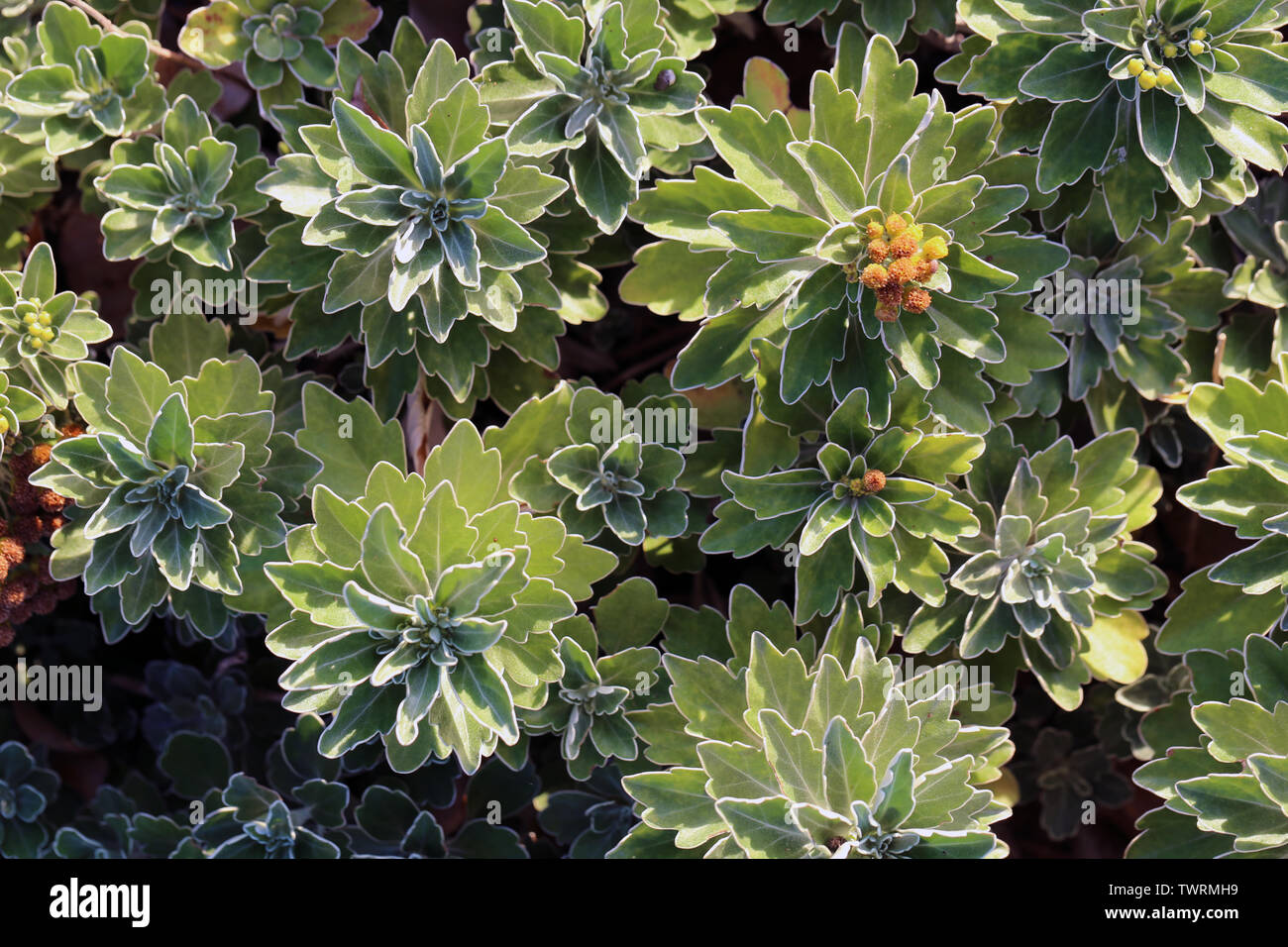 Surface of multiple beautiful green cacti plants photographed during a ...