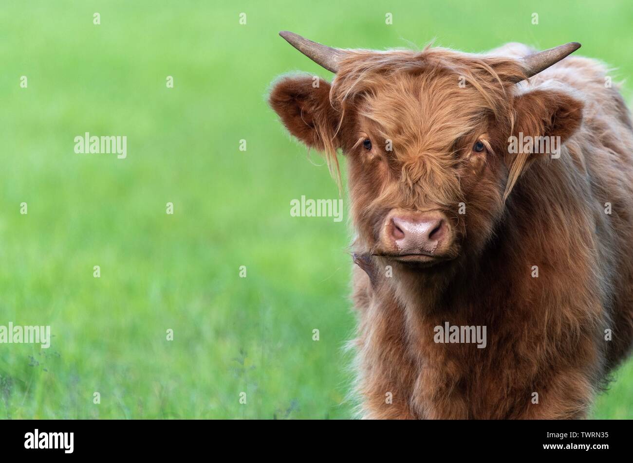 A close up photo of a Highland Cow Stock Photo - Alamy