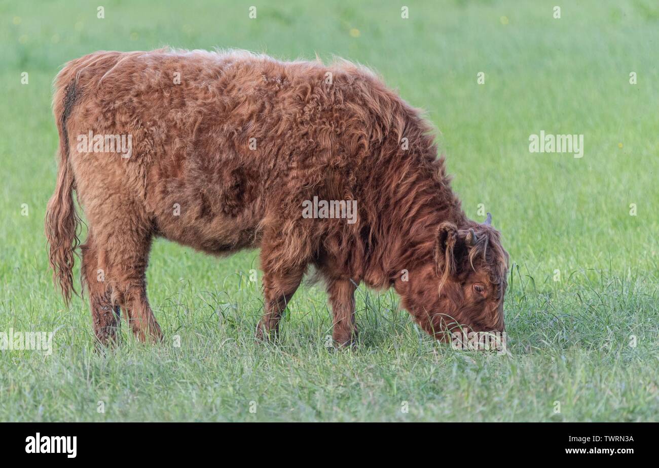 A close up photo of a Highland Cow Stock Photo - Alamy