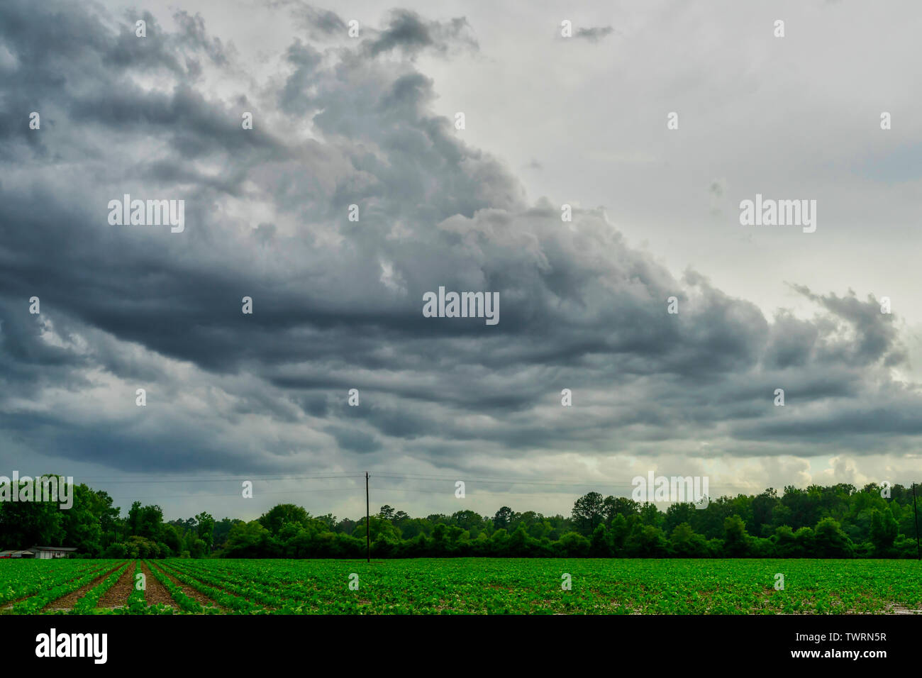 Storm clouds moving over a cotton field in Vernon, Alabama Stock Photo ...