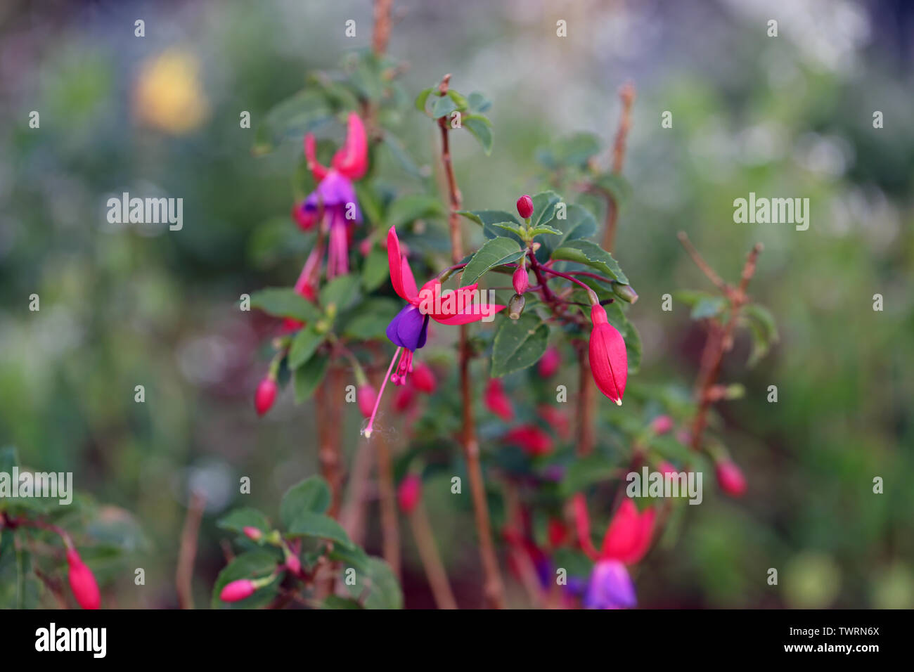 Pink fuchsia flowers in a macro image. Multiple pink flowers surrounded ...