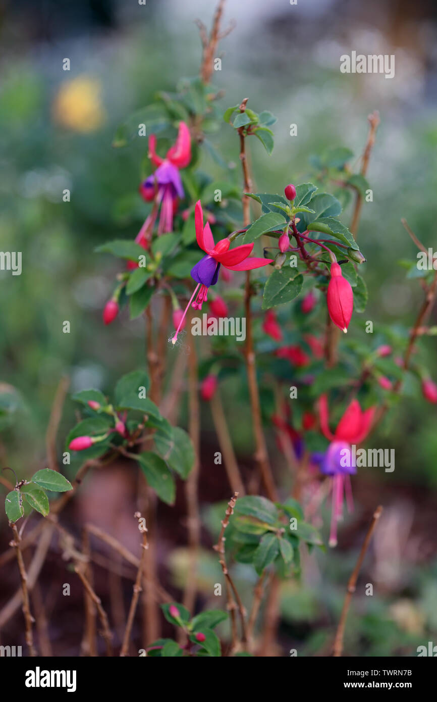 Pink fuchsia flowers in a macro image. Multiple pink flowers surrounded ...