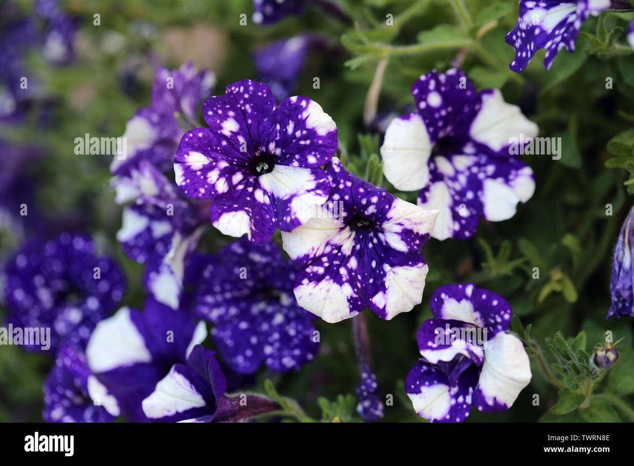 Exotic pansy flowers photographed in Madeira. These pansies have ...