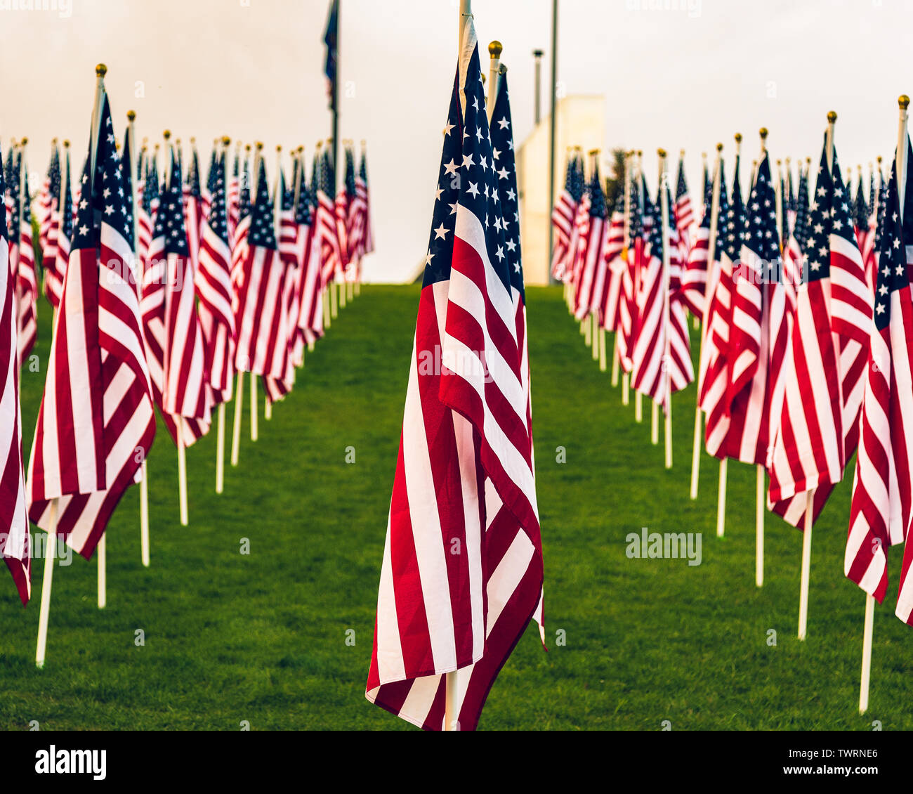 Rows of American flags Stock Photo - Alamy