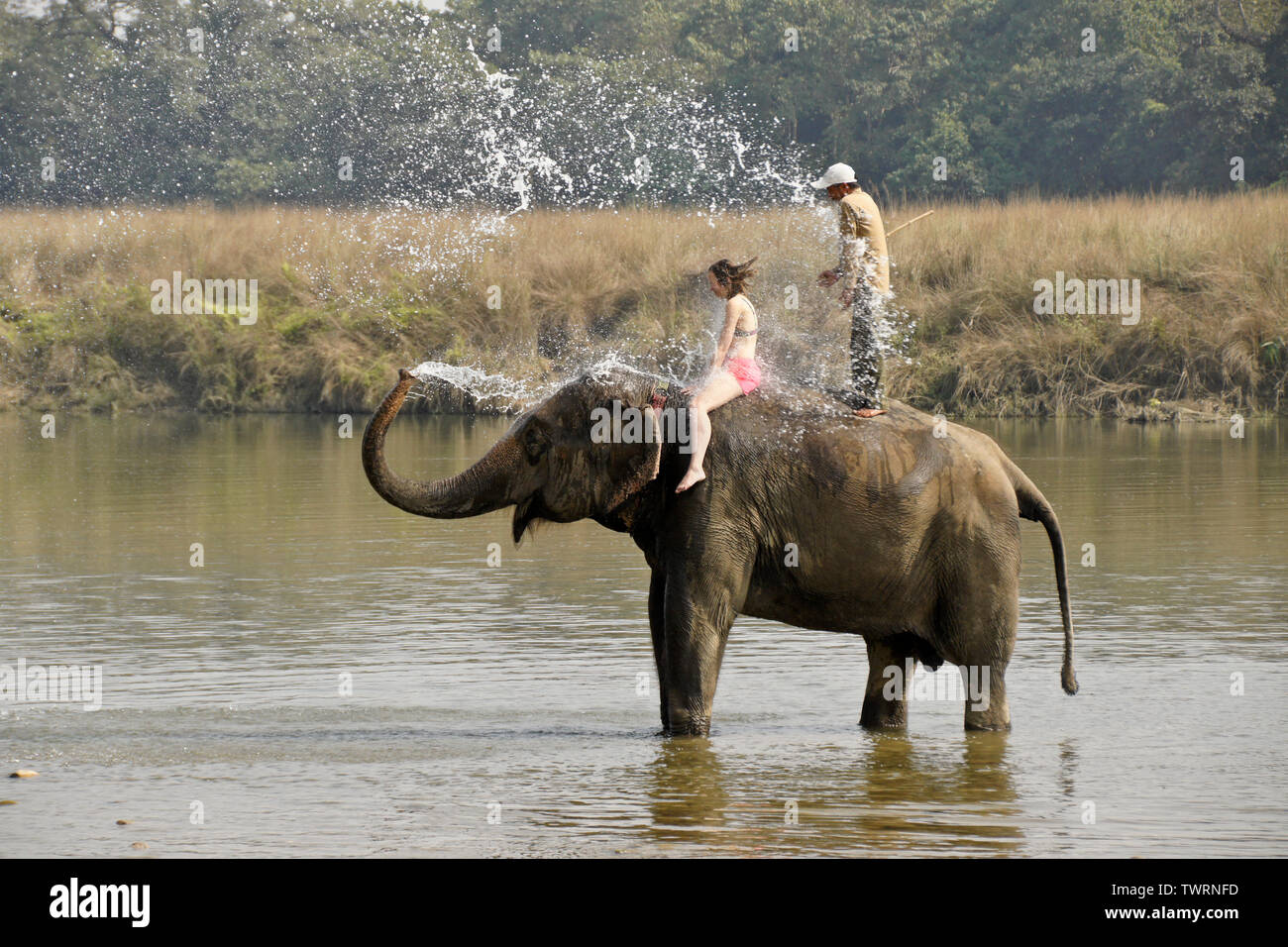 Elephant Spraying Water At A Person