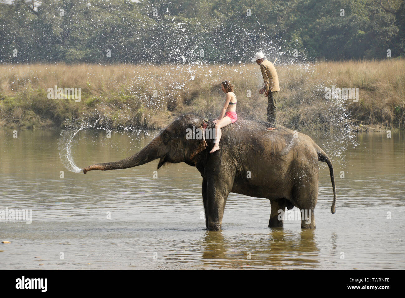 Elephant spraying water hi-res stock photography and images - Alamy