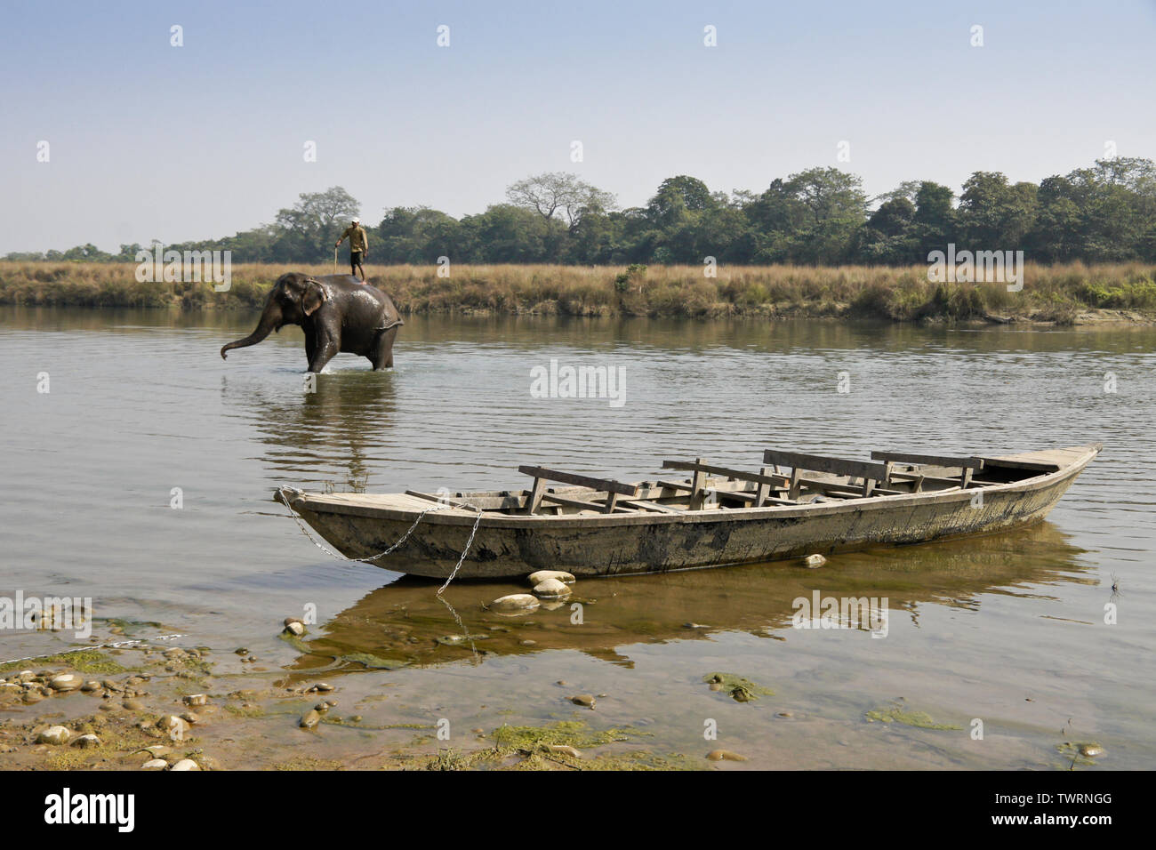 Old wood boat and mahout on domesticated Asian elephant in Rapti River ...