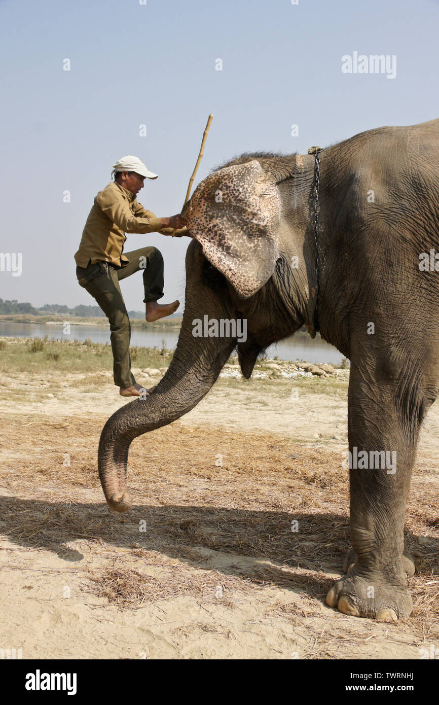 Asian elephant trunk hi-res stock photography and images - Alamy