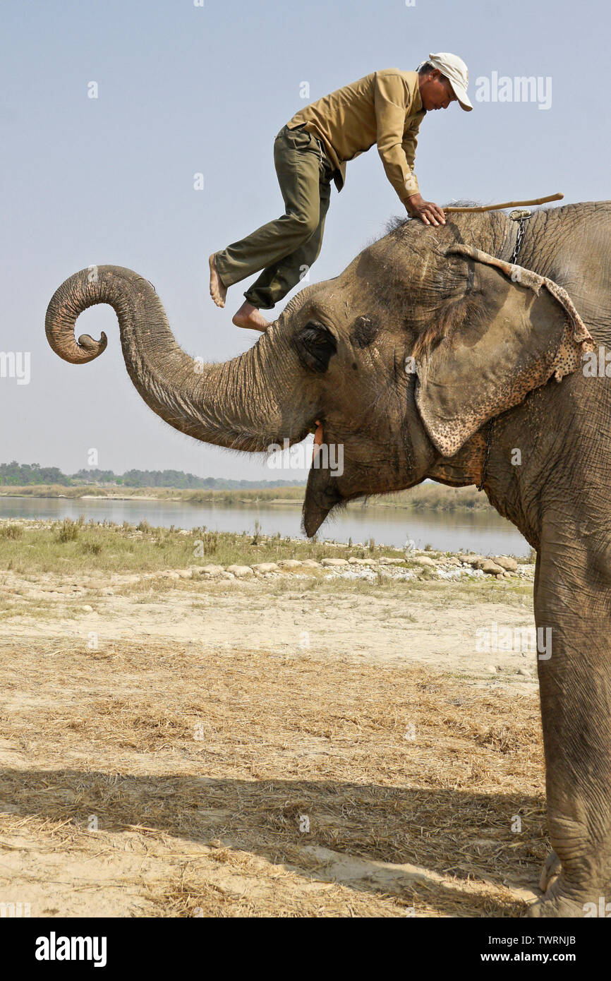 Asian elephant trunk hi-res stock photography and images - Alamy