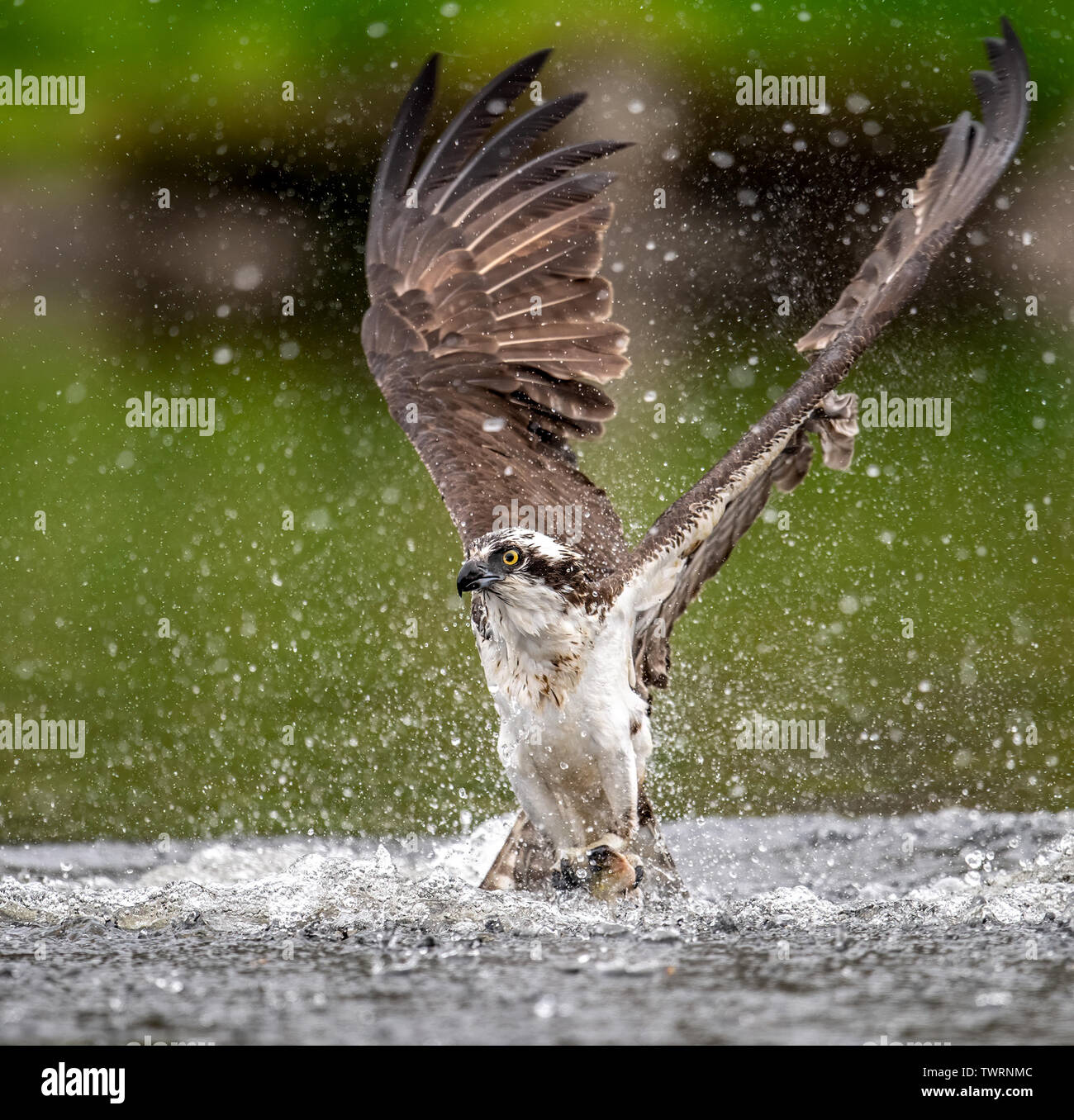Osprey catching a Fish Stock Photo - Alamy