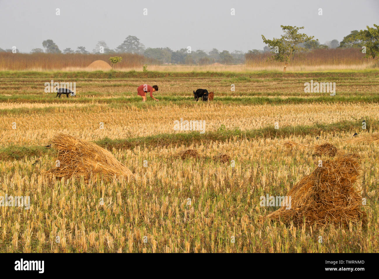 Nepal agriculture terai harvest hi-res stock photography and images - Alamy