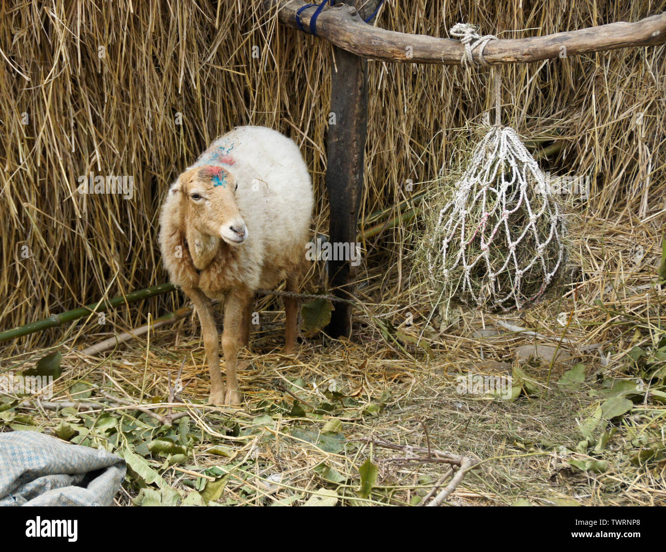 Sheep tied hi-res stock photography and images - Alamy
