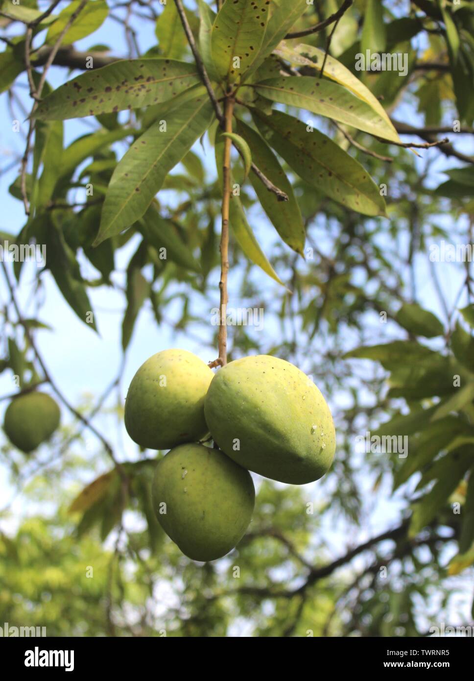 three mango hanging in a tree Stock Photo - Alamy