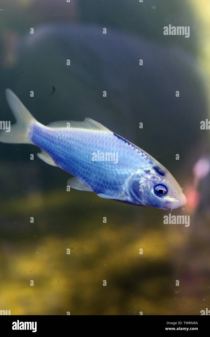 Little freshwater fish that's swimming under clear water. The fish is ...