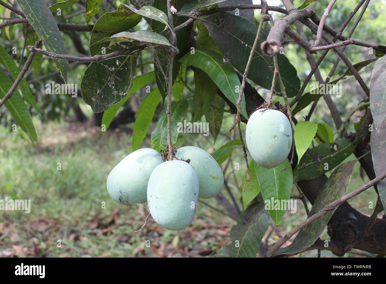 bunch of mango hanging in a tree Stock Photo - Alamy