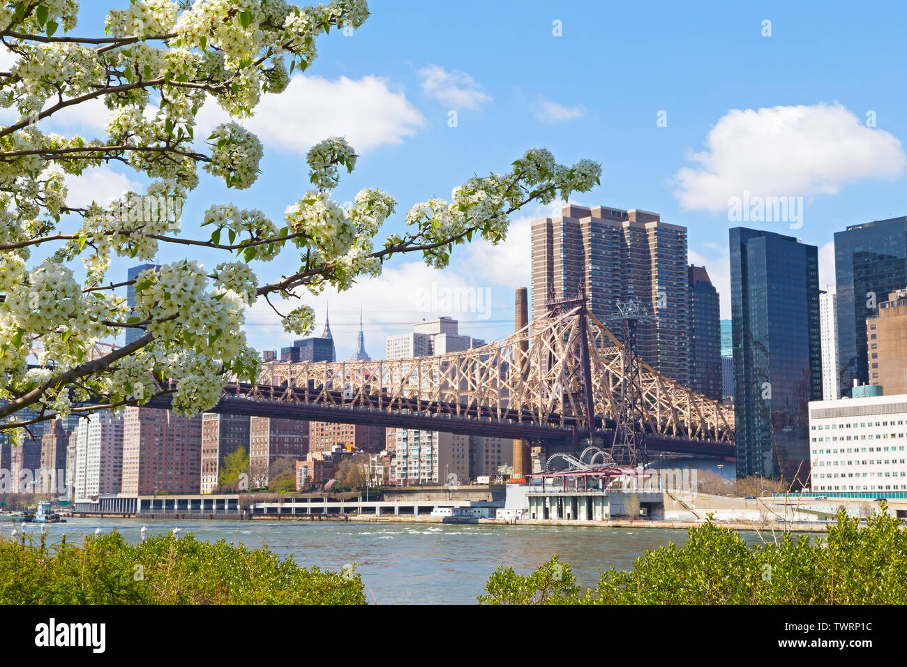A view on Manhattan from Roosevelt Island in spring flowering season ...