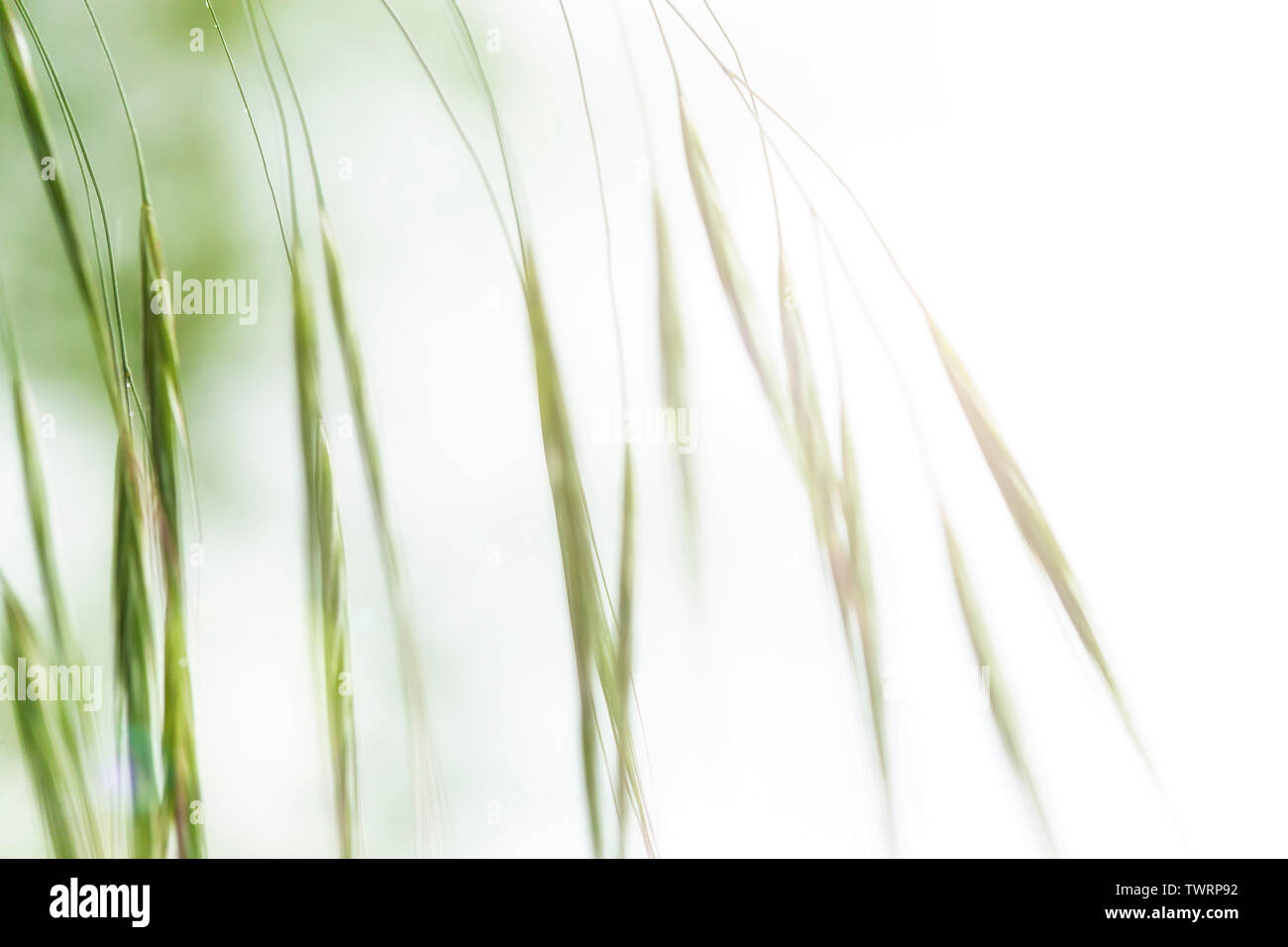 CloseUp of a grass Stock Photo - Alamy