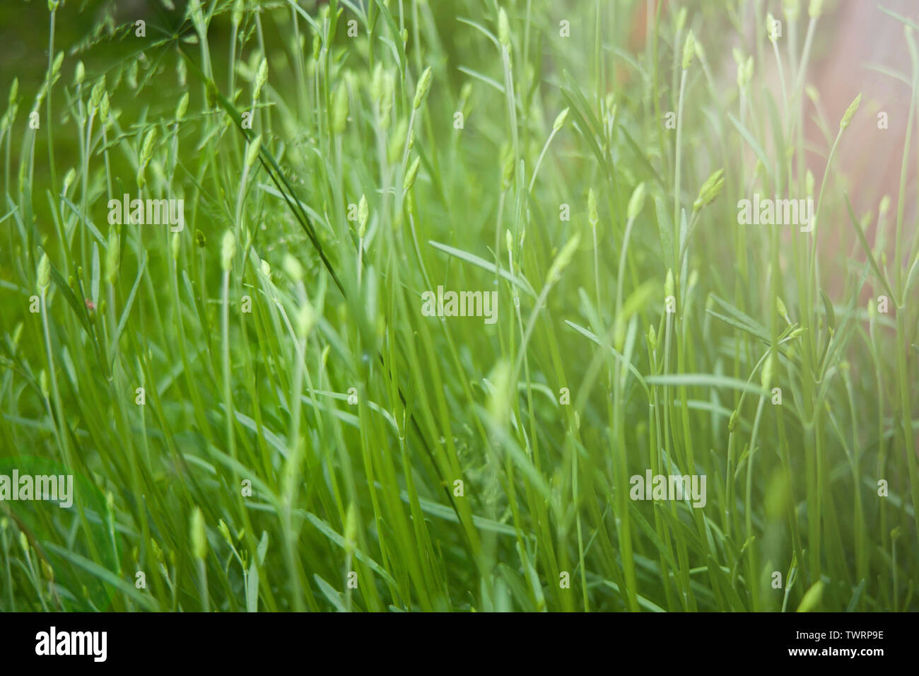Detail of a big grass Stock Photo - Alamy