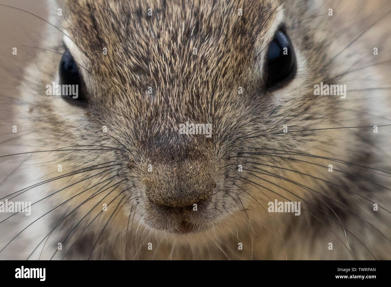Baby ground squirrel hi-res stock photography and images - Alamy