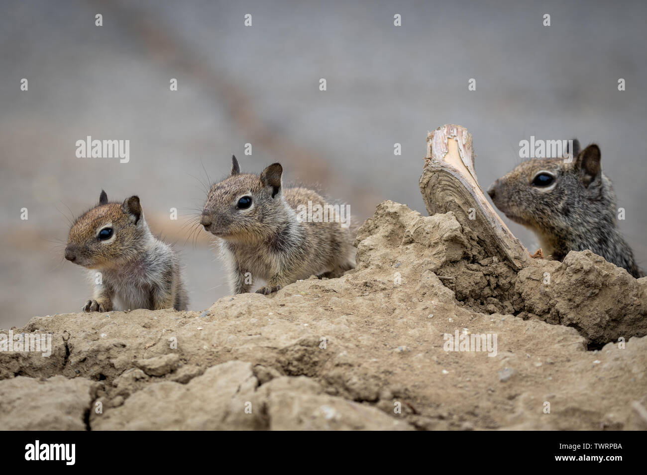 Baby squirrels in nest hi-res stock photography and images - Alamy