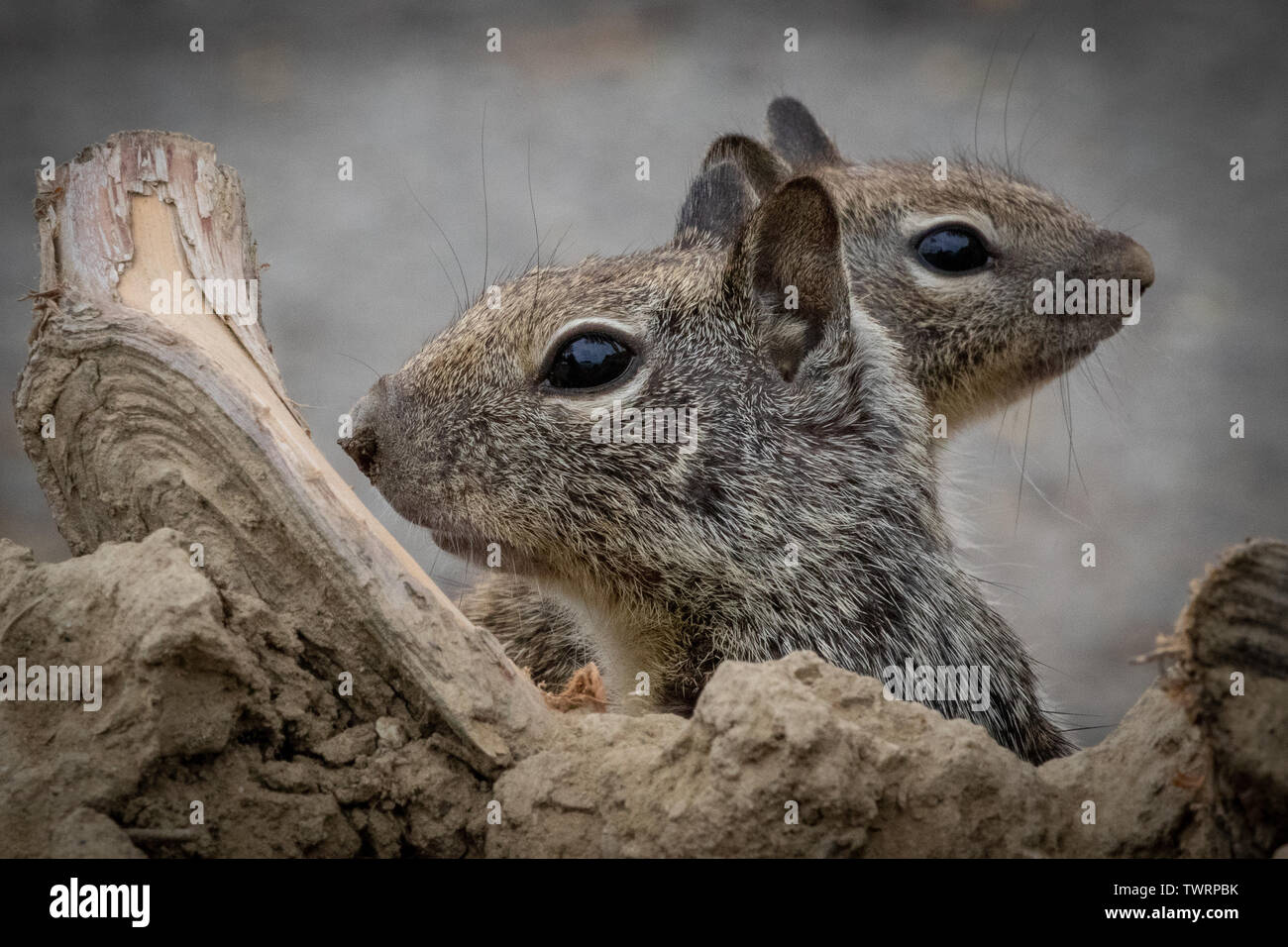 Baby squirrels nest hi-res stock photography and images - Alamy