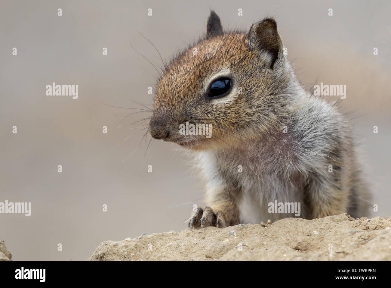 Baby squirrel nest hi-res stock photography and images - Alamy