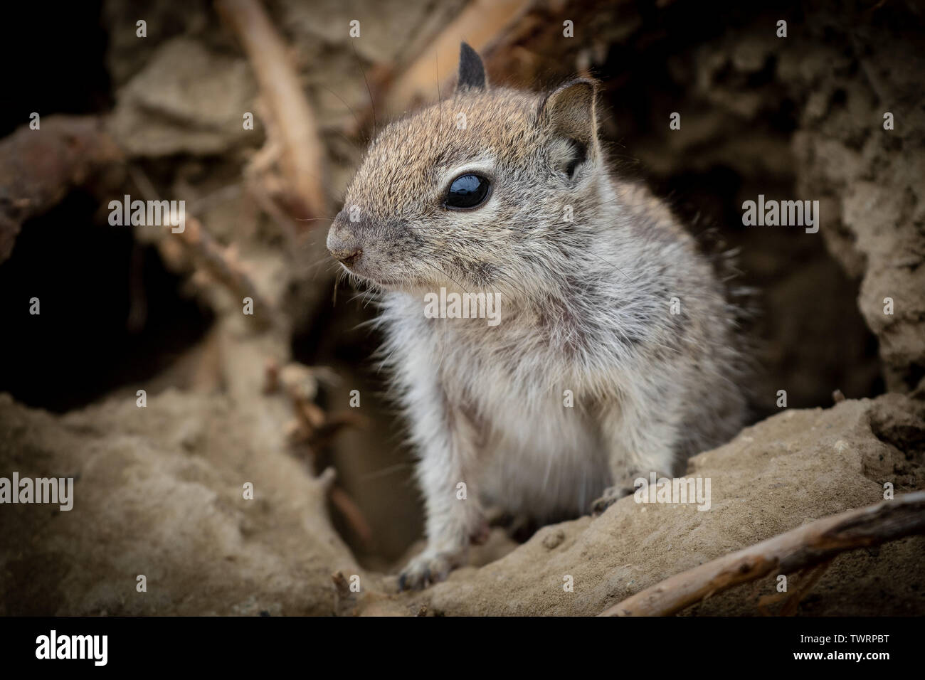 Baby squirrels in nest hi-res stock photography and images - Alamy