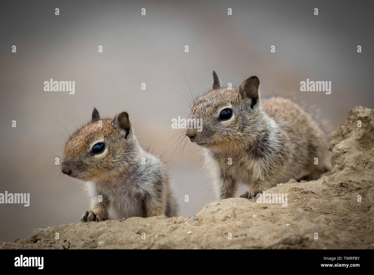 Baby squirrels in nest hi-res stock photography and images - Alamy