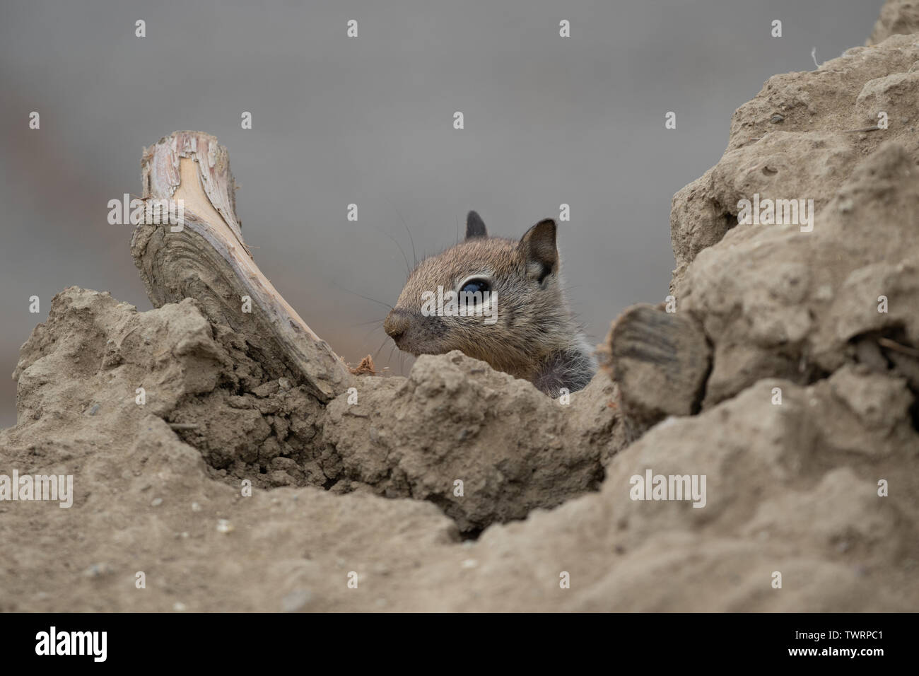 Squirrel dray hi-res stock photography and images - Alamy