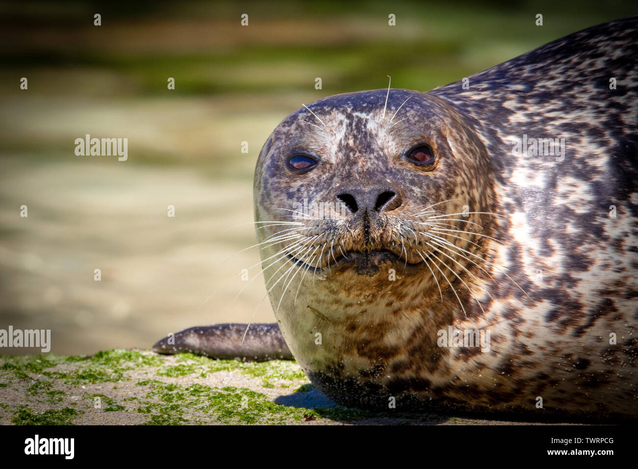 Save a seal hi-res stock photography and images - Alamy
