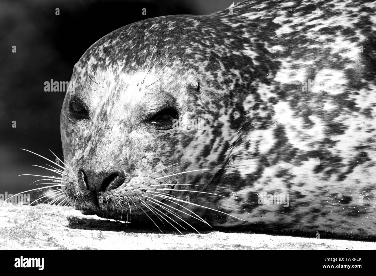 Save our seals hi-res stock photography and images - Alamy