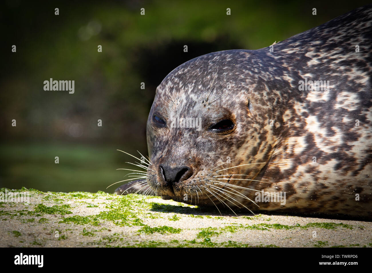 Save a seal hi-res stock photography and images - Alamy