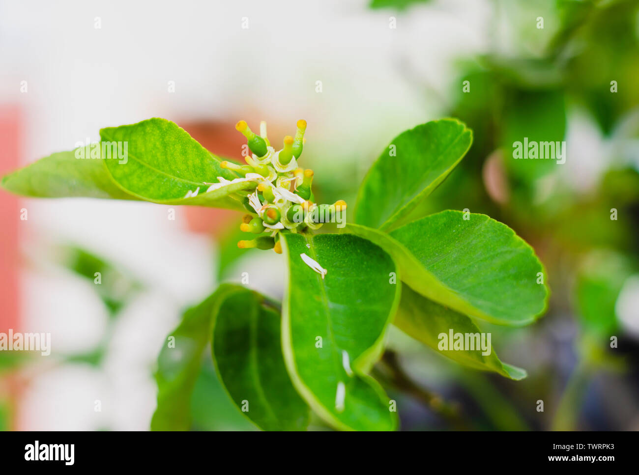 Real lemon tree hi-res stock photography and images - Alamy