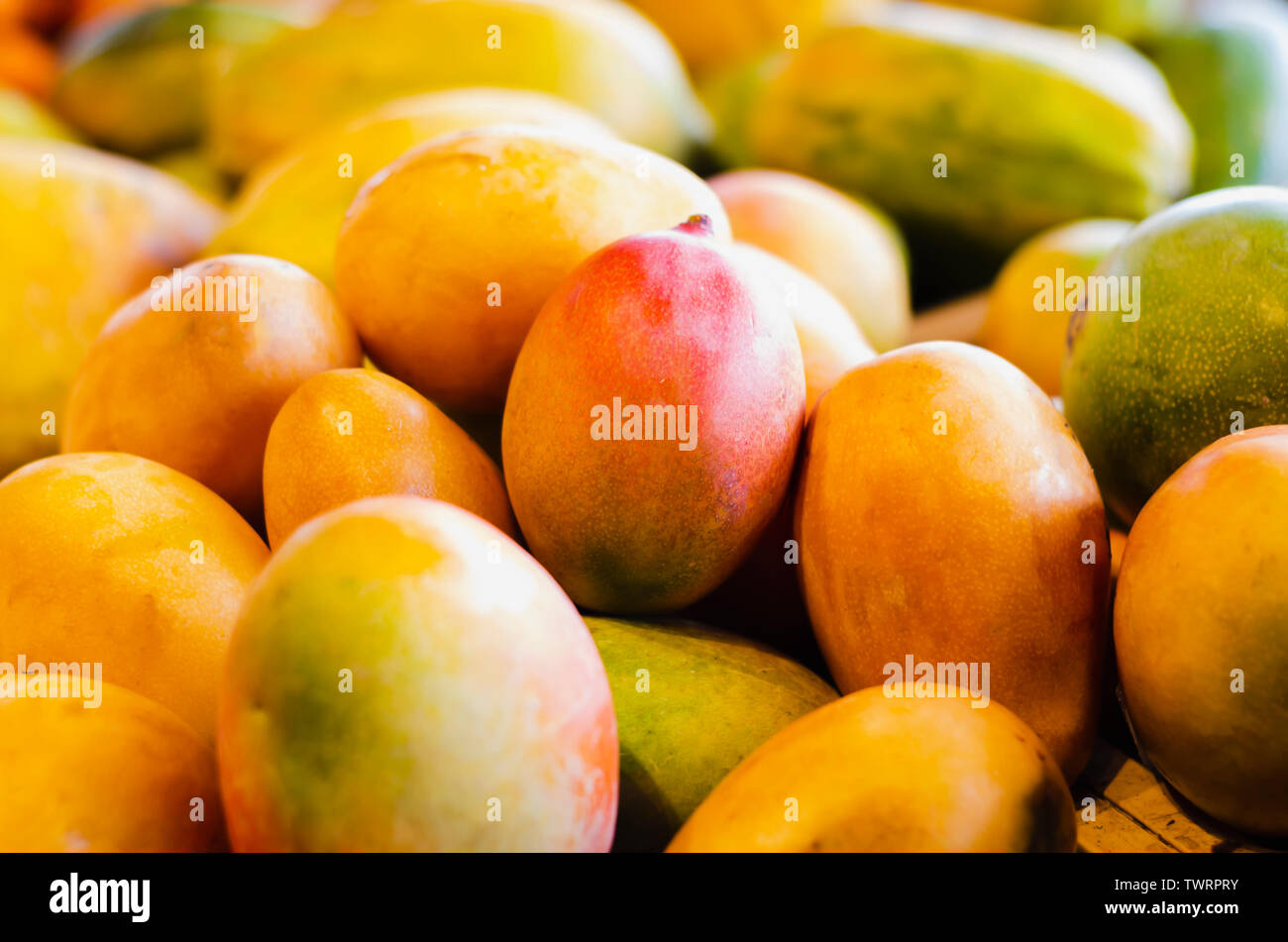 The mango is a citrus fruit that grows in the Intertropical Zone and is ...