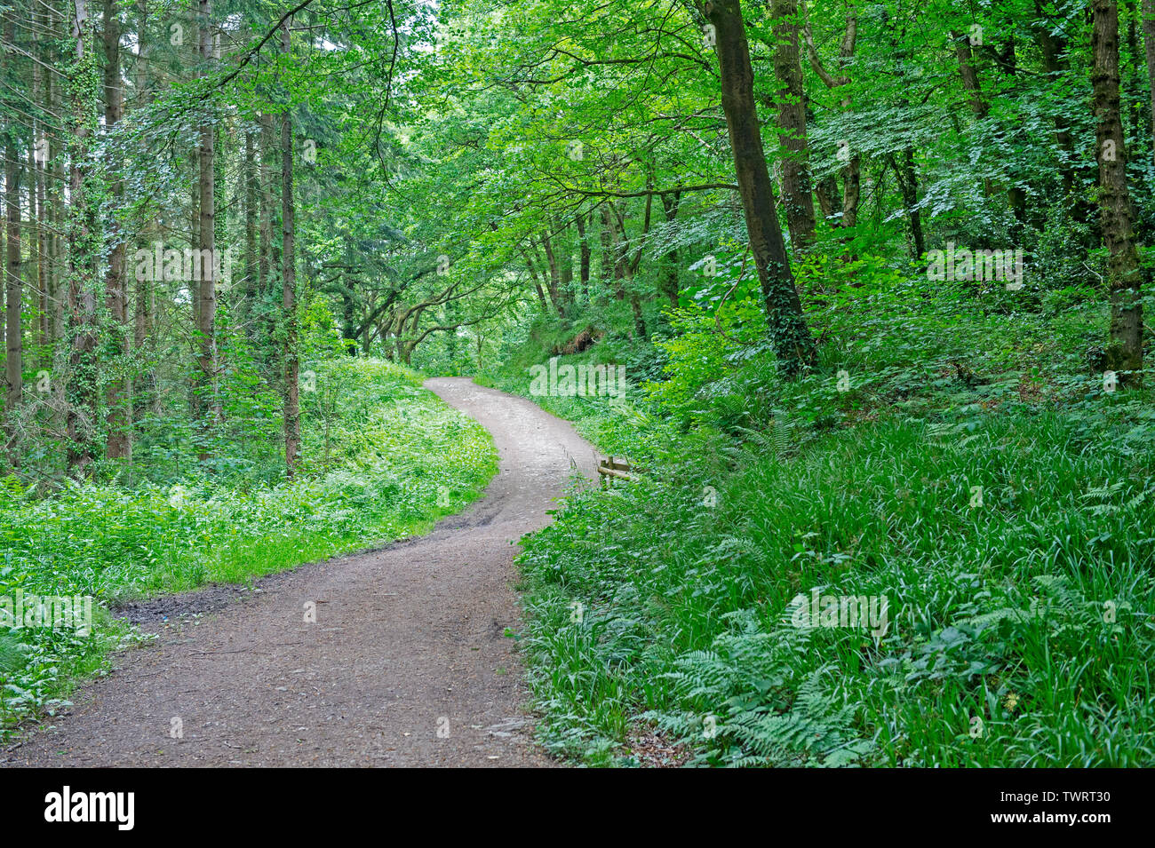 Stoke woods devon hi-res stock photography and images - Alamy