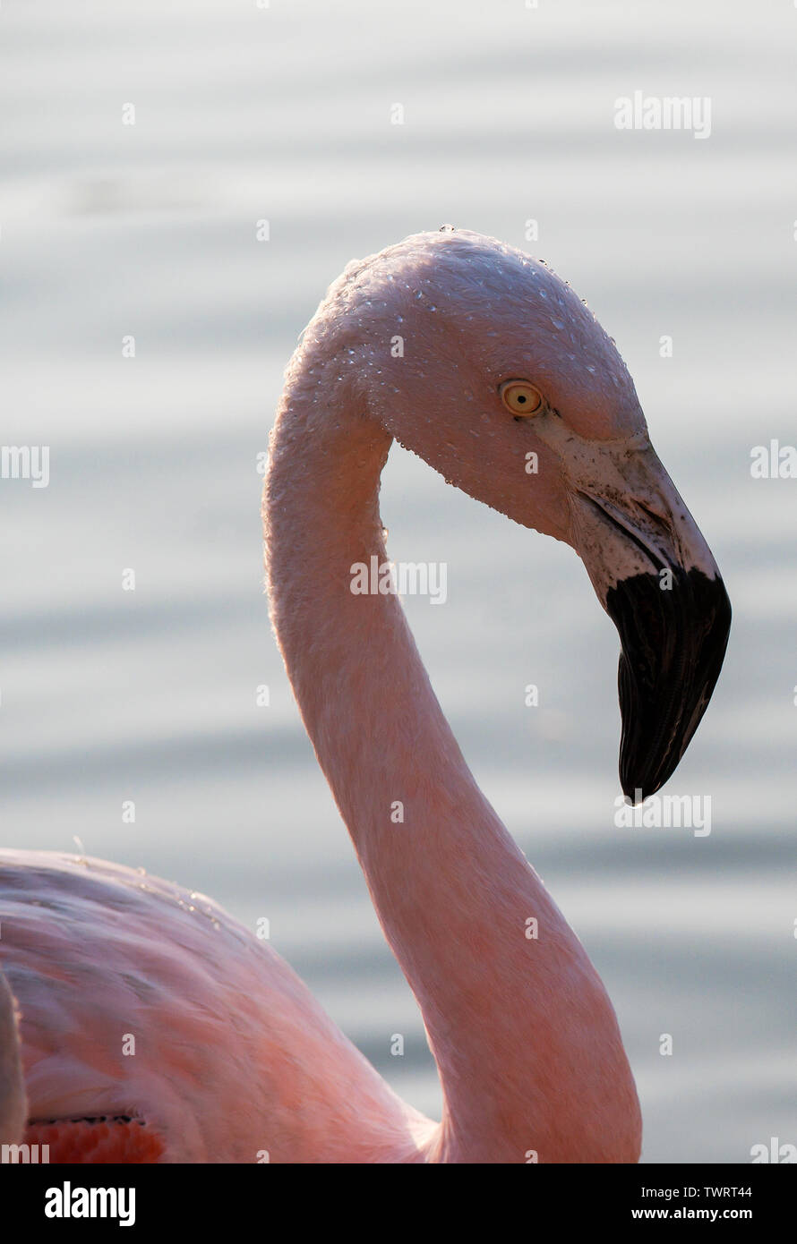 Andean flamingo, (Phoenicoparrus andinus), (Captive), Santiago, Chile ...
